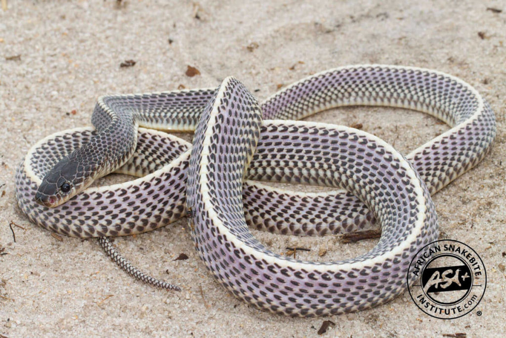 Common File Snake - African Snakebite Institute