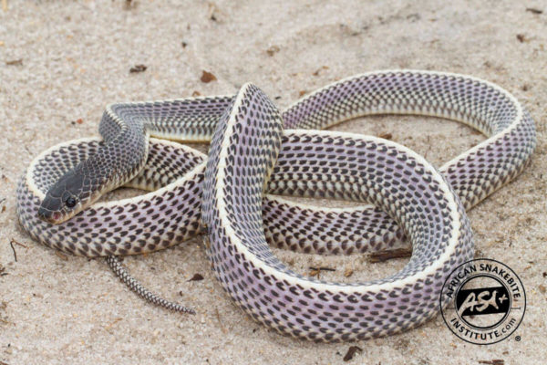 Common File Snake - African Snakebite Institute