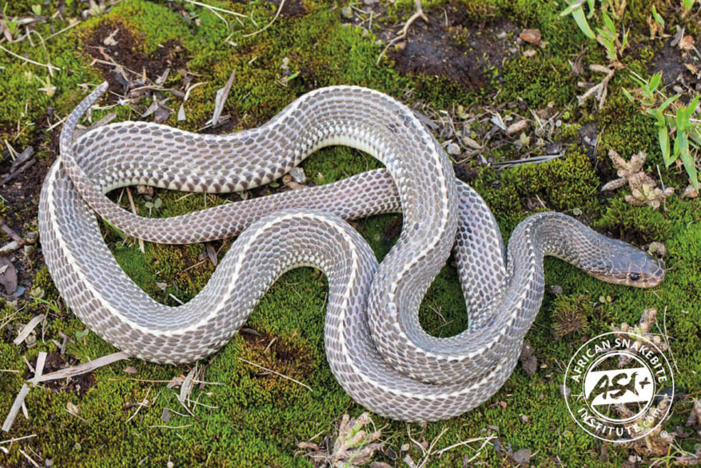 Common File Snake - African Snakebite Institute