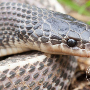 Snakes - African Snakebite Institute