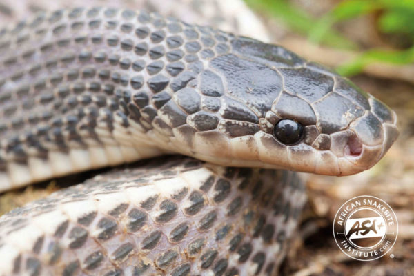 Common File Snake - African Snakebite Institute