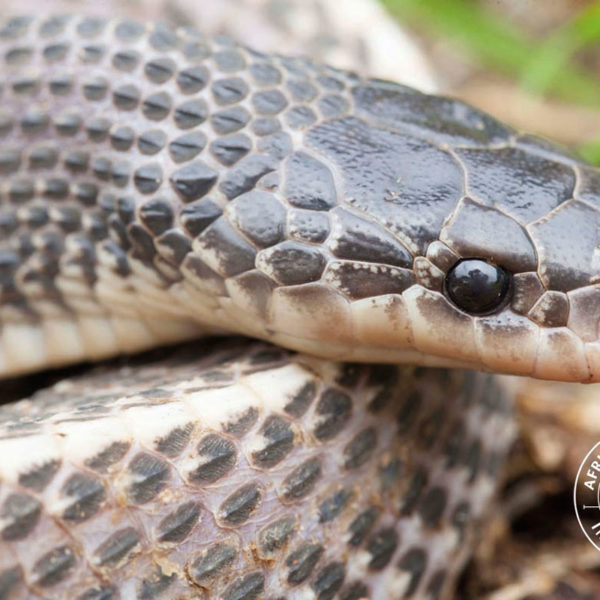 Snakes - African Snakebite Institute