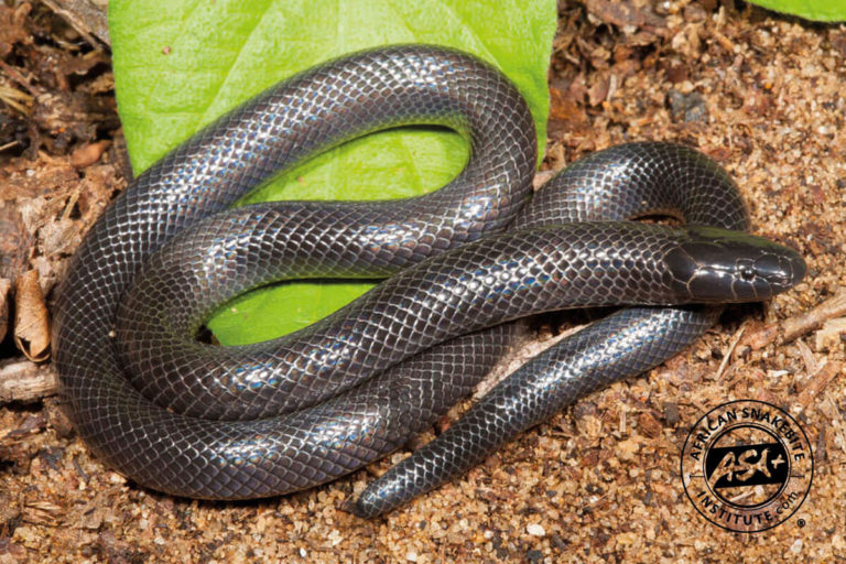 Common Purple-glossed Snake - African Snakebite Institute