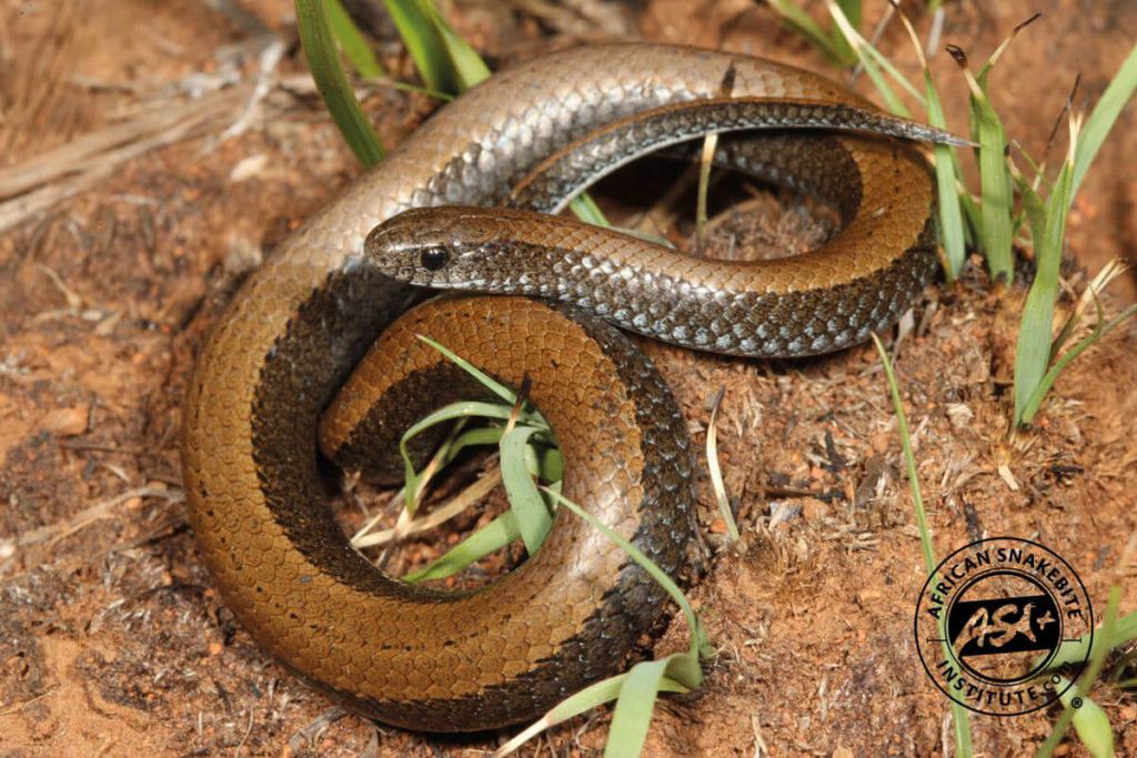 Common Slug-eater - African Snakebite Institute