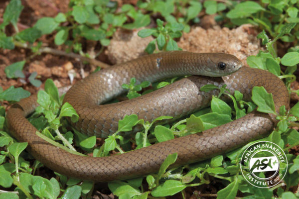 Common Slug-eater - African Snakebite Institute