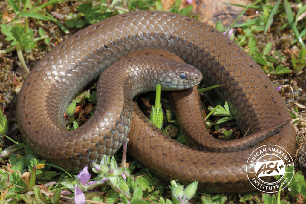 Common Slug-eater - African Snakebite Institute