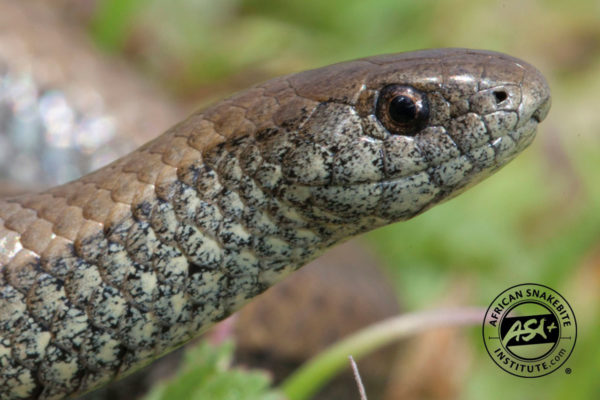 Common Slug-eater - African Snakebite Institute