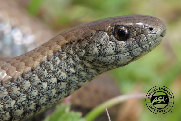 Common Slug-eater - African Snakebite Institute