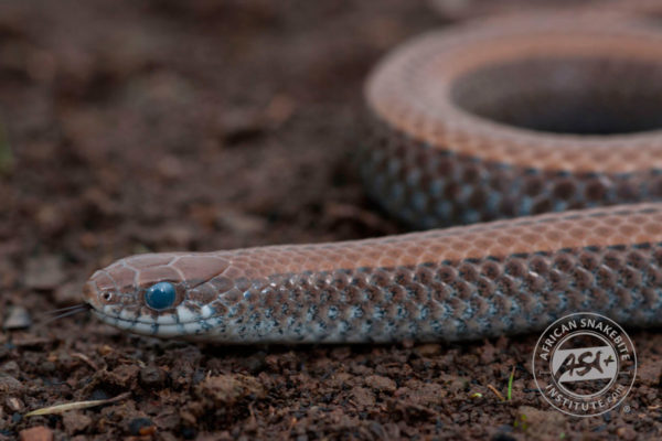 Common Slug-eater - African Snakebite Institute