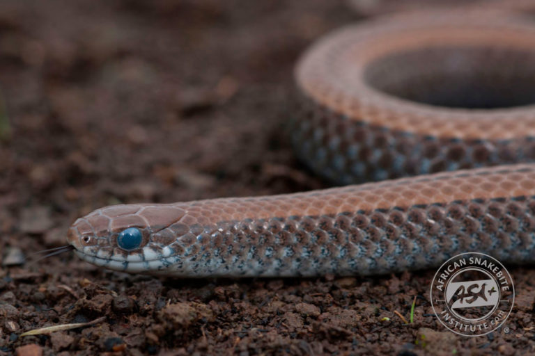 Common Slug-eater - African Snakebite Institute