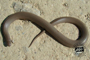 Common Slug-eater - African Snakebite Institute