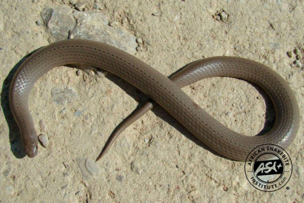 Common Slug-eater - African Snakebite Institute