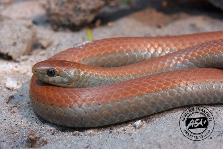 Common Slug-eater - African Snakebite Institute