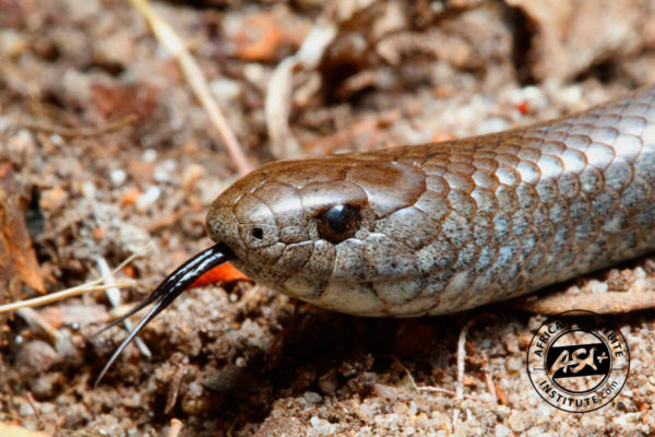 Common Slug-eater - African Snakebite Institute
