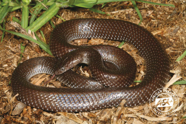 Common Wolf Snake - African Snakebite Institute