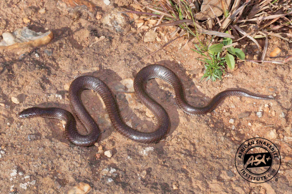 Common Wolf Snake - African Snakebite Institute