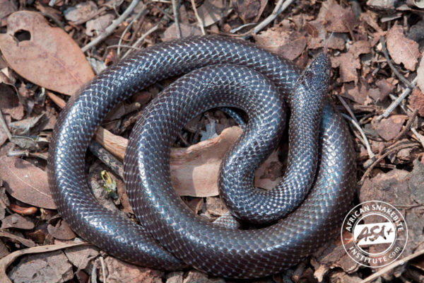 Common Wolf Snake - African Snakebite Institute
