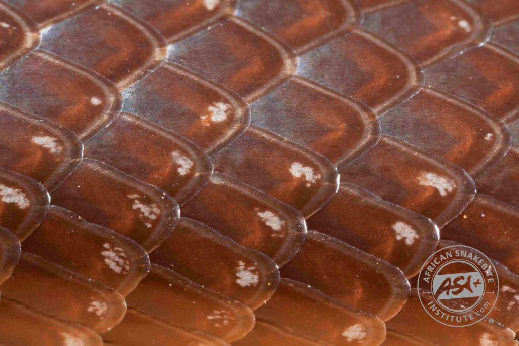 Common Wolf Snake - African Snakebite Institute