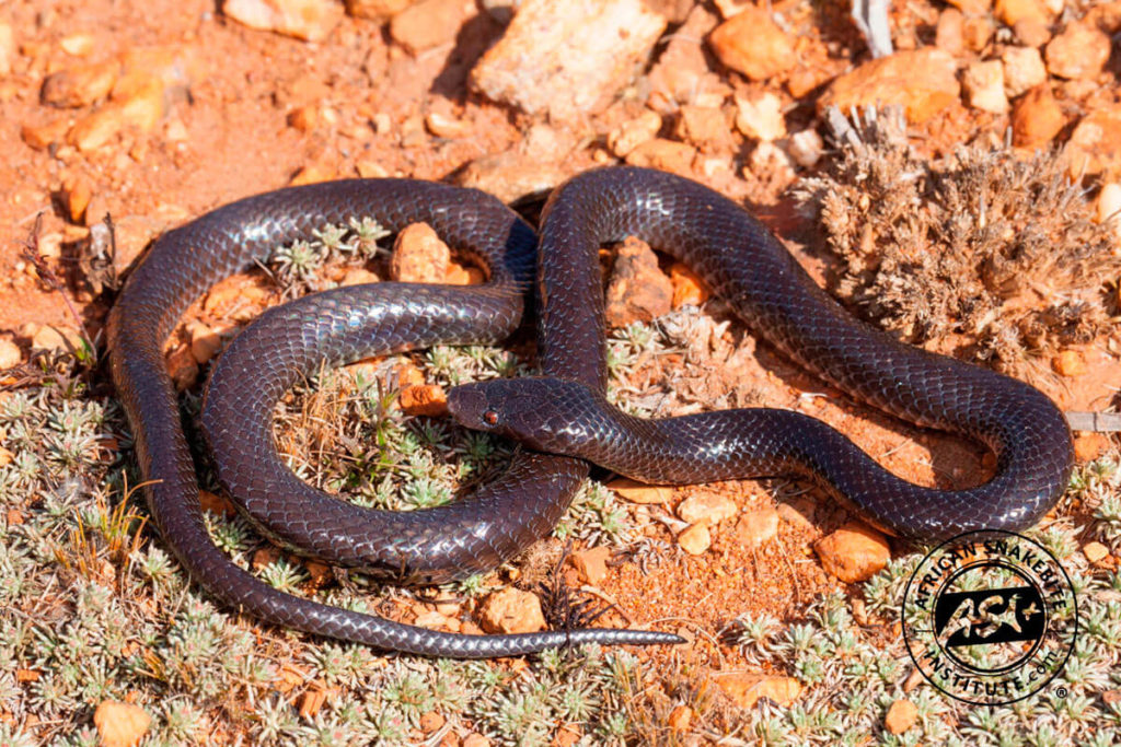 Common Wolf Snake - African Snakebite Institute