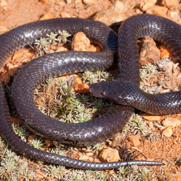 Common Wolf Snake - African Snakebite Institute