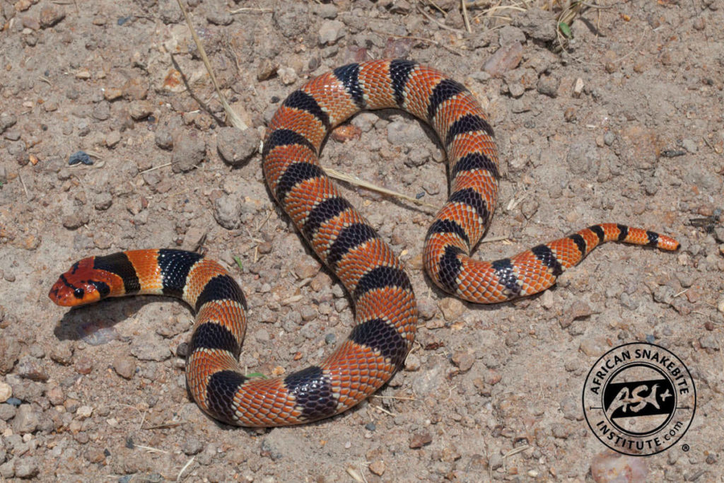 Cape Coral Snake - African Snakebite Institute