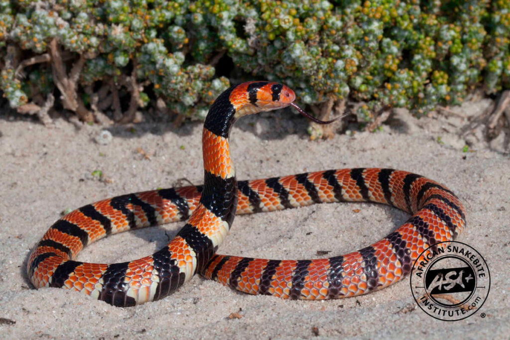 Cape Coral Snake - African Snakebite Institute