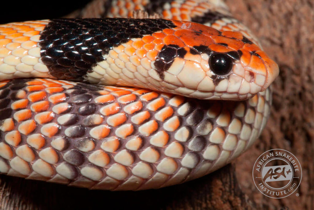Namibian Coral Cobra