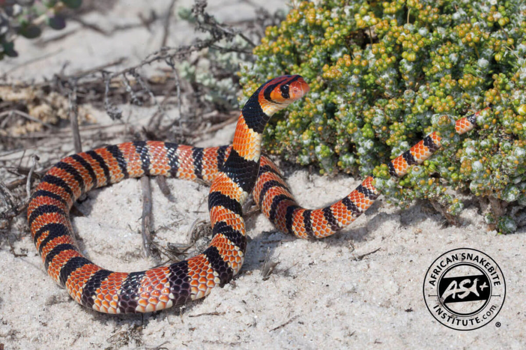 Cape Coral Snake - African Snakebite Institute