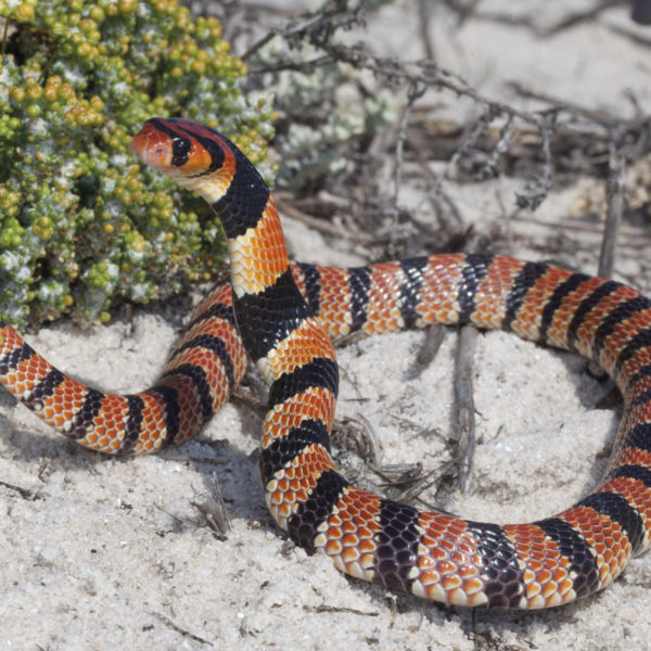 Coral Snake Fangs