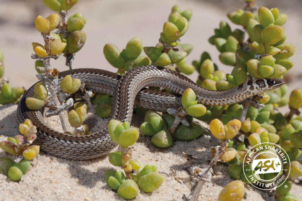 Cross-marked Grass Snake - African Snakebite Institute
