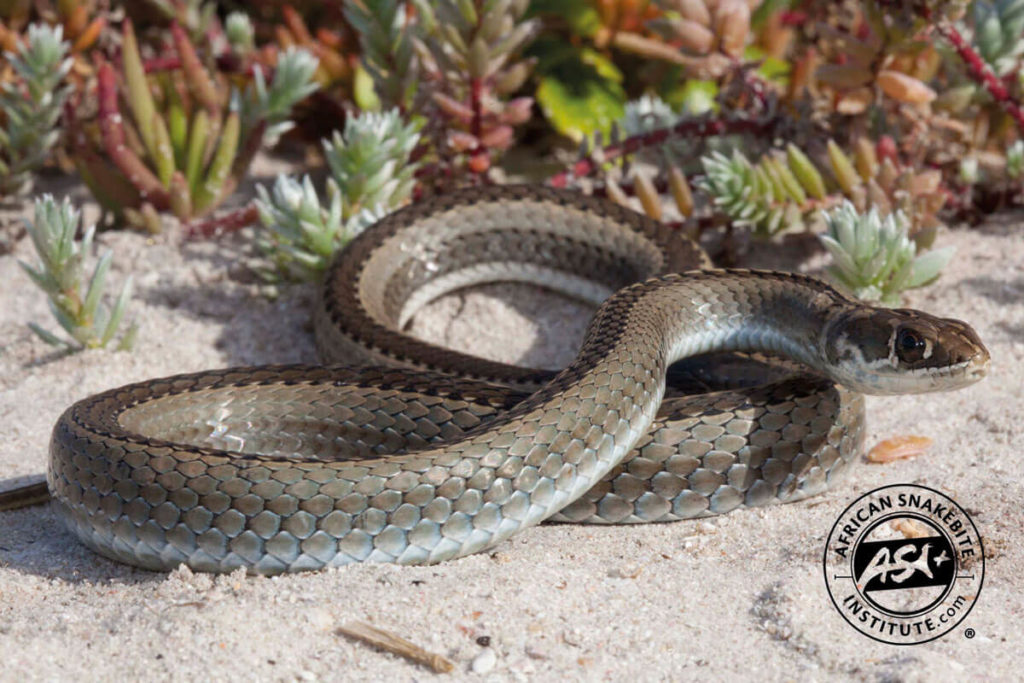 Cross-marked Grass Snake - African Snakebite Institute