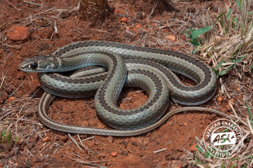 Cross-marked Grass Snake - African Snakebite Institute