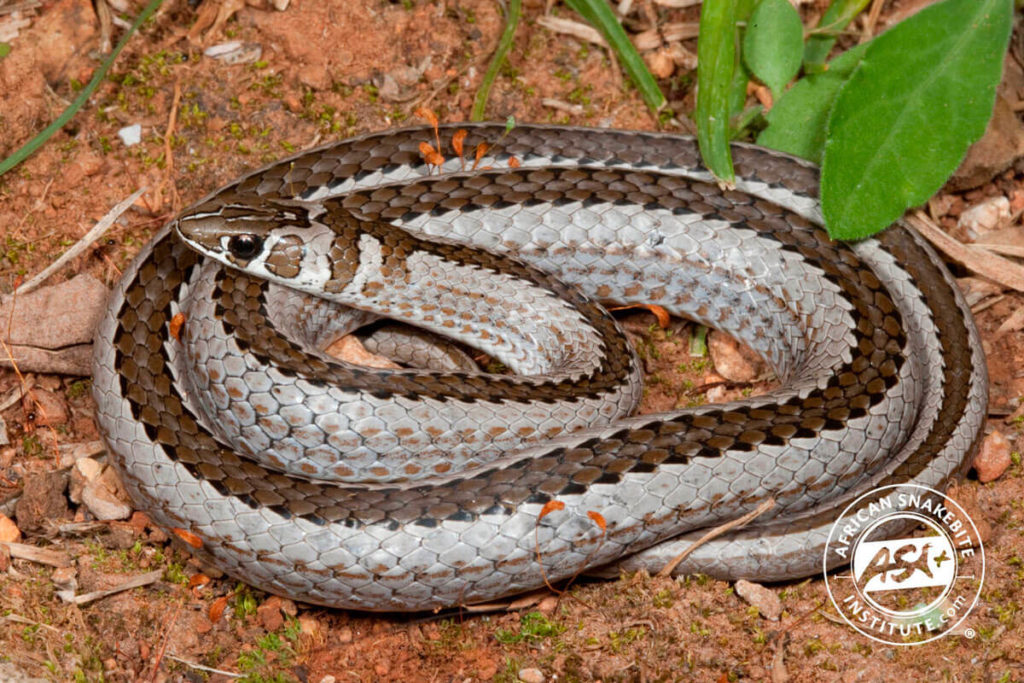 Cross-marked Grass Snake - African Snakebite Institute