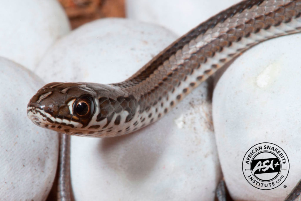 Cross-marked Grass Snake - African Snakebite Institute