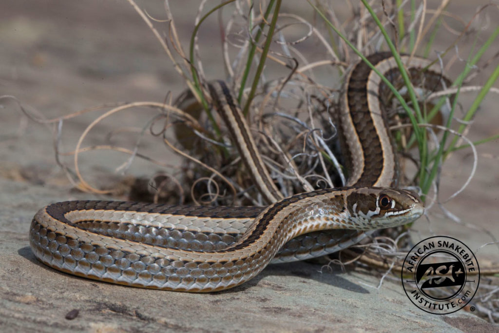 Cross-marked Grass Snake - African Snakebite Institute