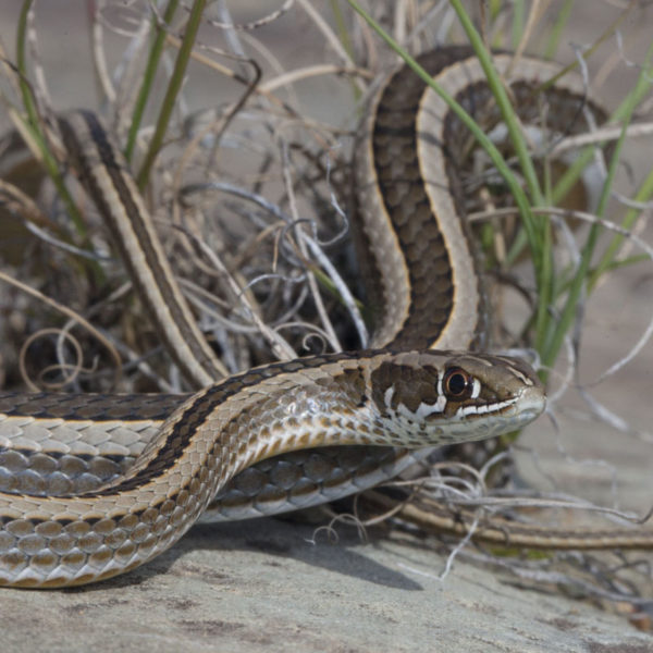 Cross-marked Grass Snake - African Snakebite Institute
