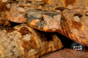 Desert Mountain Adder - African Snakebite Institute