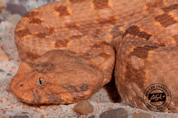 Desert Mountain Adder - African Snakebite Institute