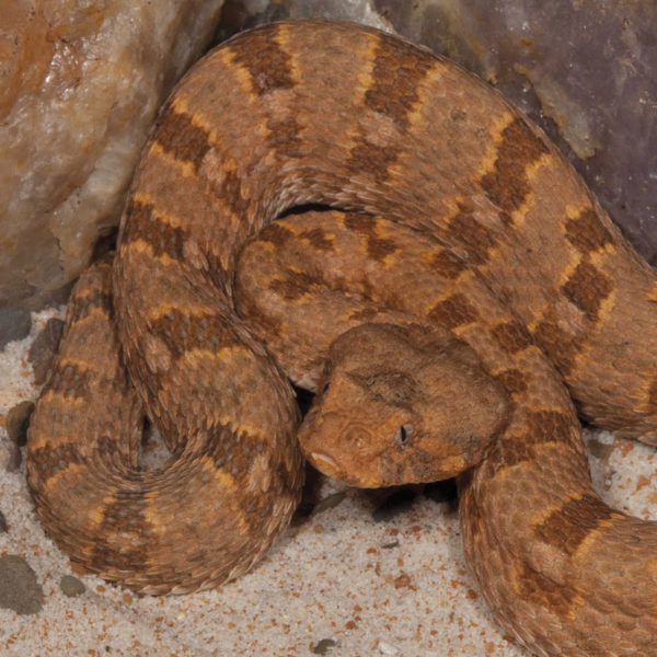 Desert Mountain Adder - African Snakebite Institute