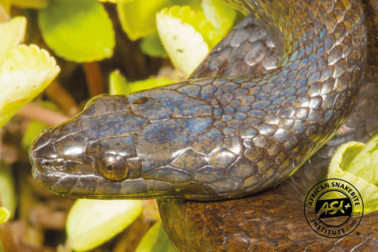 Dusky-bellied Water Snake - African Snakebite Institute