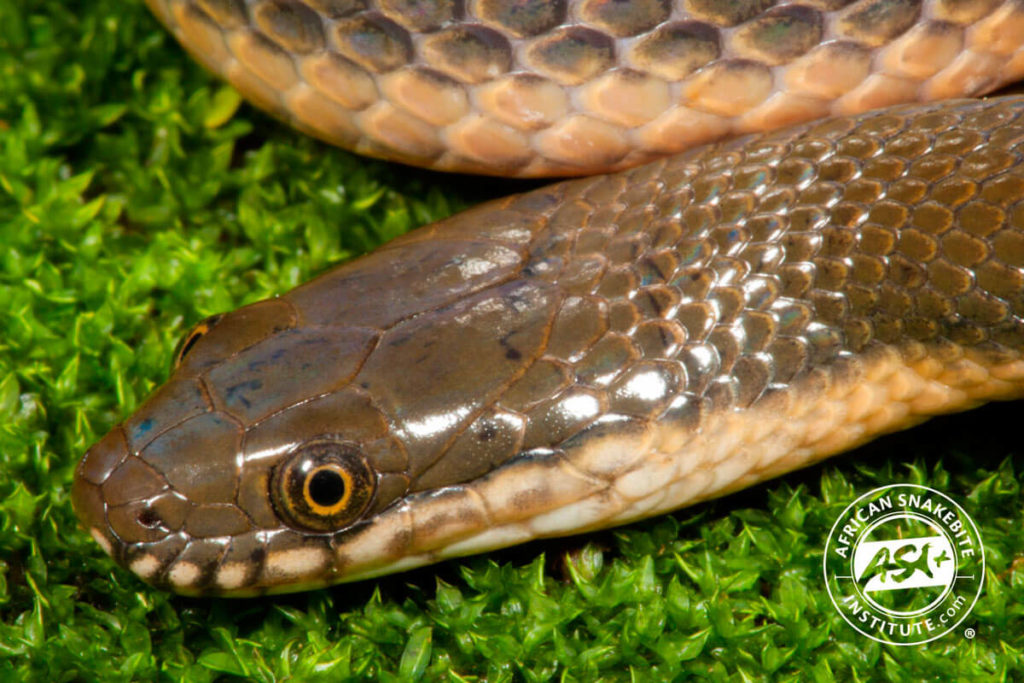 Dusky-bellied Water Snake - African Snakebite Institute
