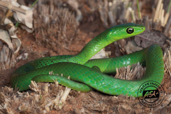 Eastern Natal Green Snake - African Snakebite Institute