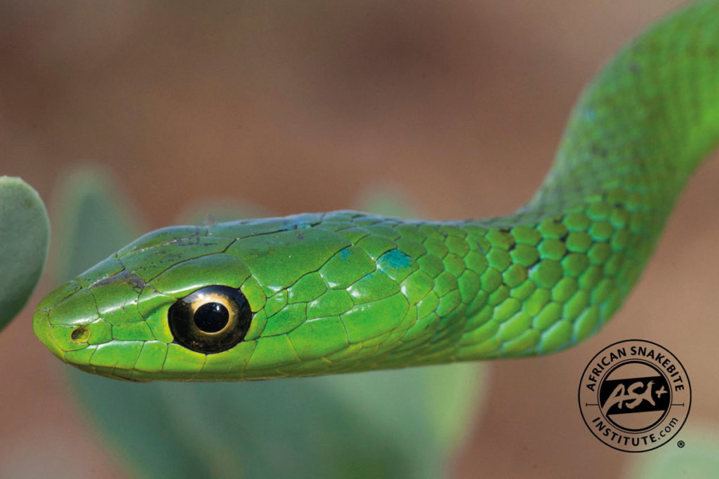 Eastern Natal Green Snake - African Snakebite Institute
