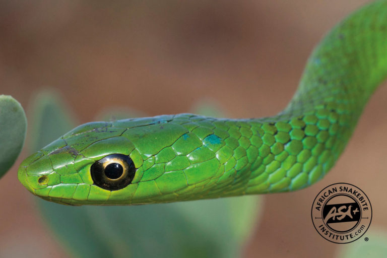 Eastern Natal Green Snake - African Snakebite Institute