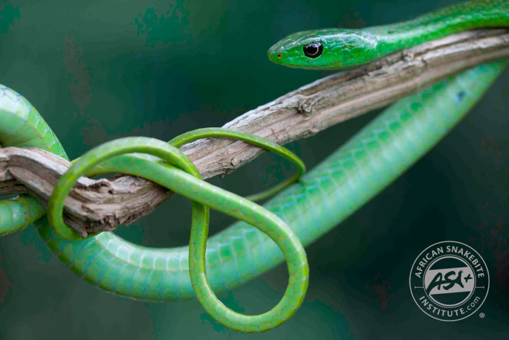 Eastern Natal Green Snake - African Snakebite Institute
