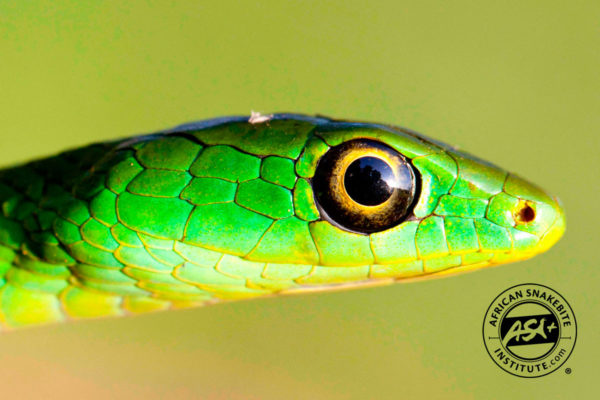 Eastern Natal Green Snake - African Snakebite Institute