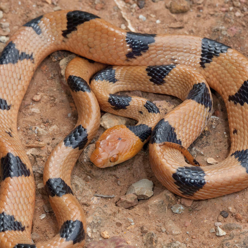 Eastern Tiger Snake - African Snakebite Institute