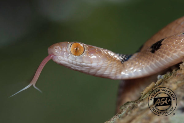 Eastern Tiger Snake - African Snakebite Institute