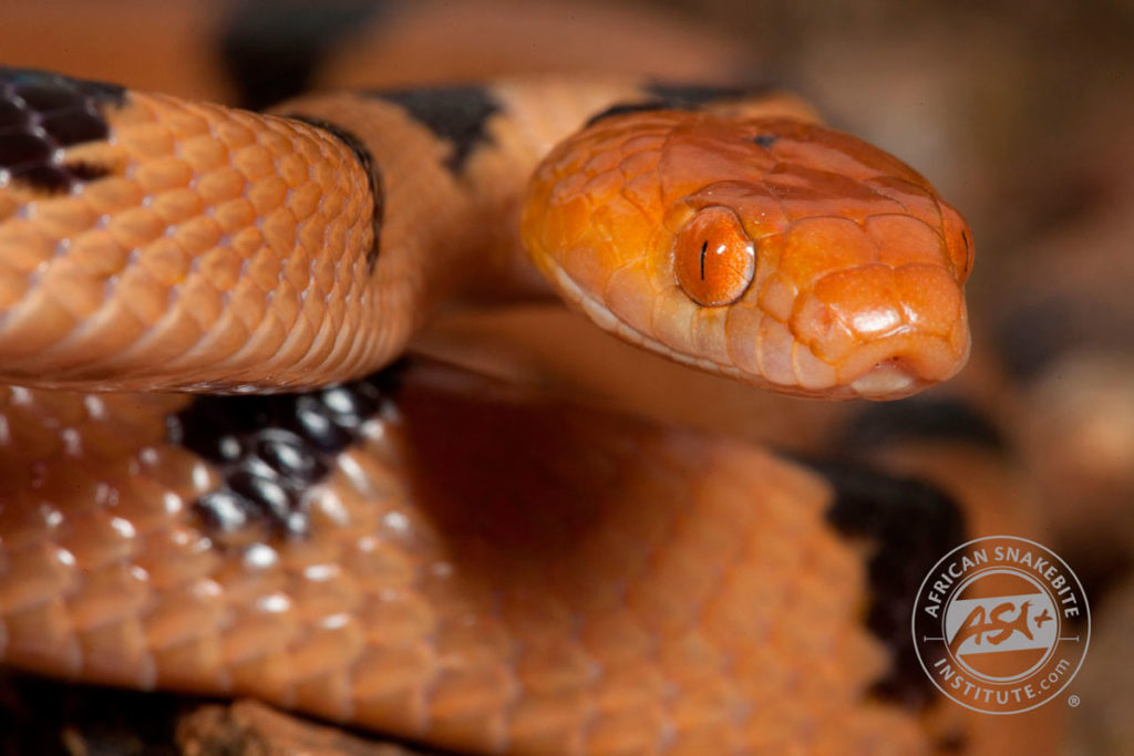 Eastern Tiger Snake - African Snakebite Institute
