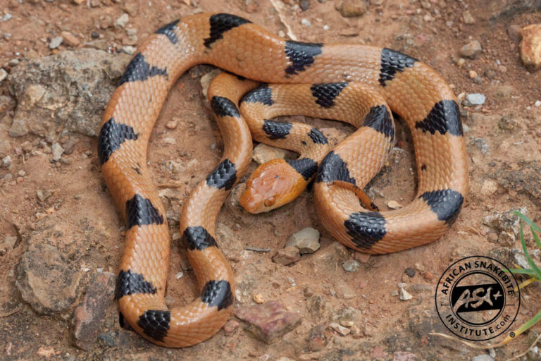 Eastern Tiger Snake - African Snakebite Institute
